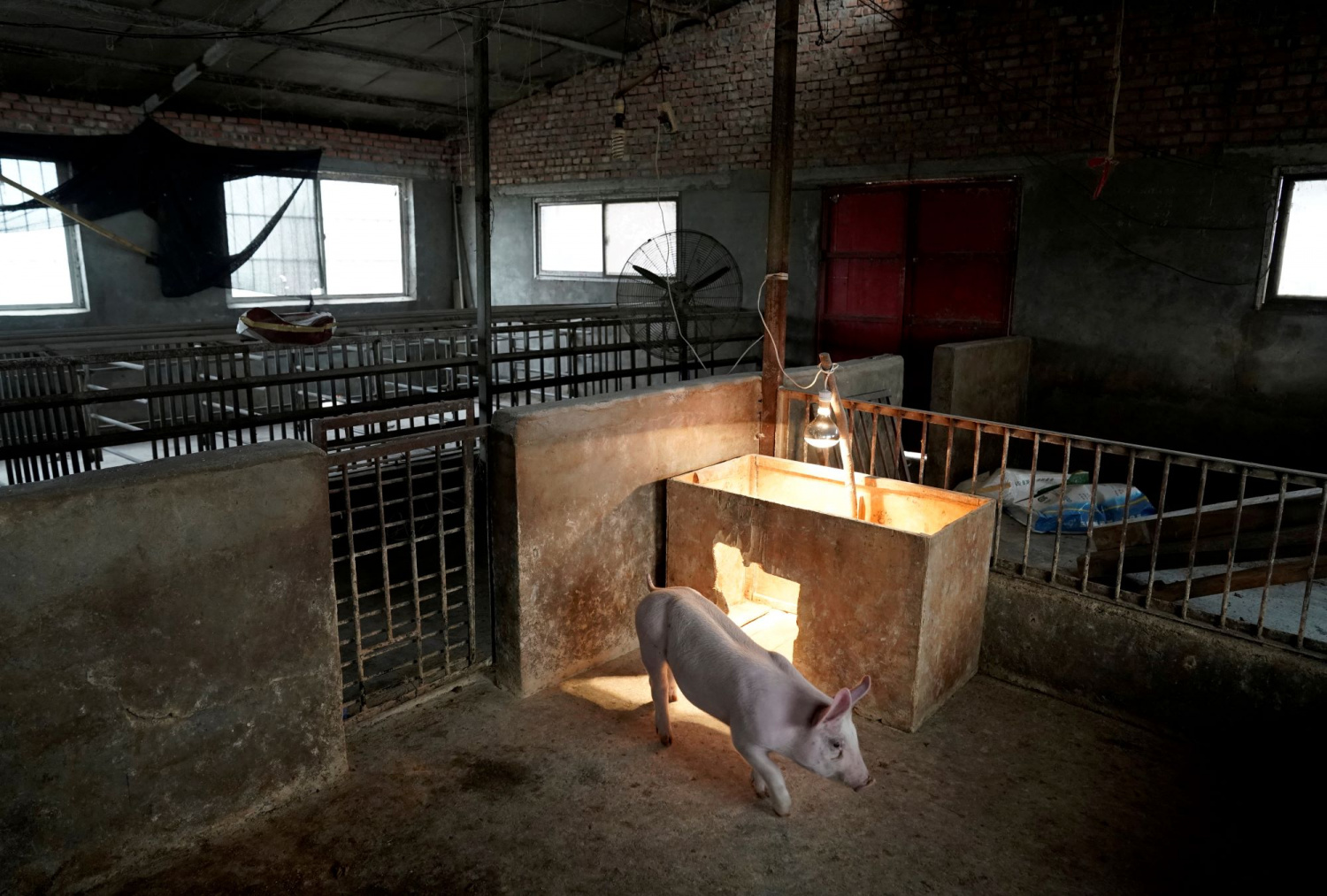 China's Top Hog Producer Sees Pig Industry Recovery By 2021 China's Top Hog Producer Sees Pig Industry Recovery By 2021