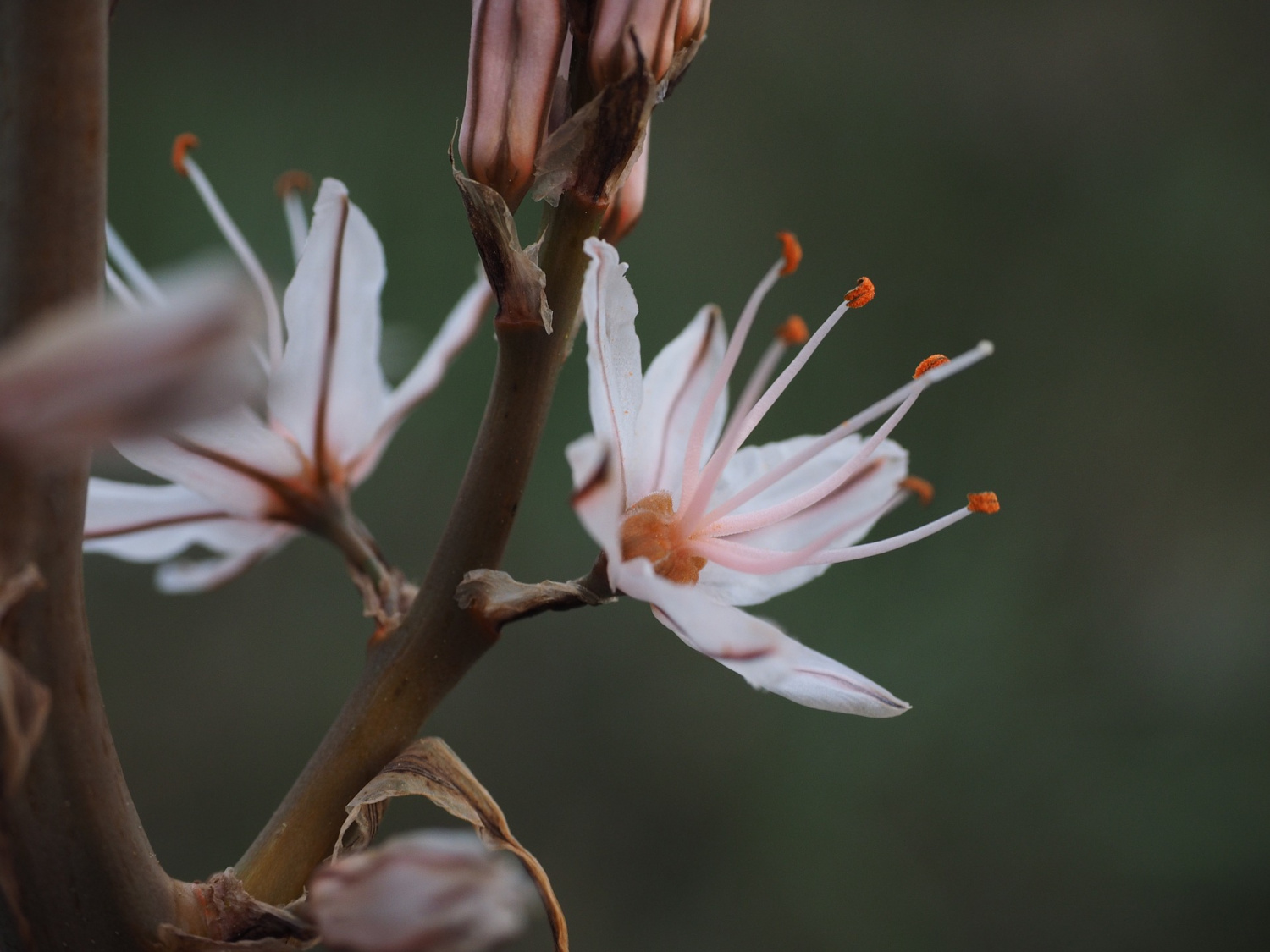 Scientists Identify New Carnivore Plant In The Guise Of A Sweet ...