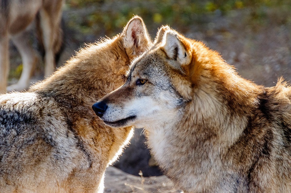 Colossal Biosciences Revives Dire Wolf Using Ancient DNA, Marking First ...
