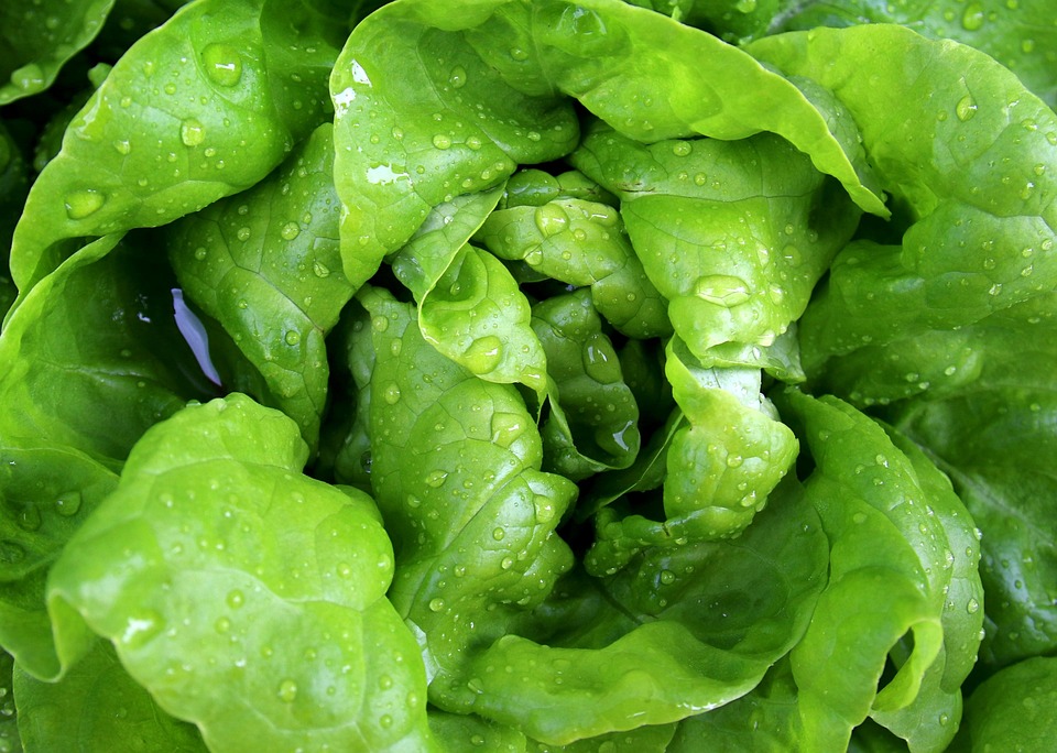 FDA Withheld Public Warning in Deadly E. Coli Outbreak Linked to ...