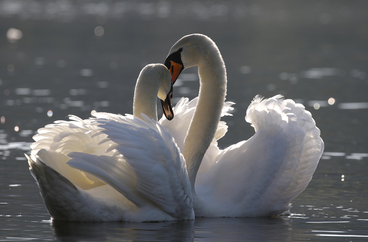 Iconic NYC Waterfront Swans Torn Apart: Male Euthanized After Severe ...